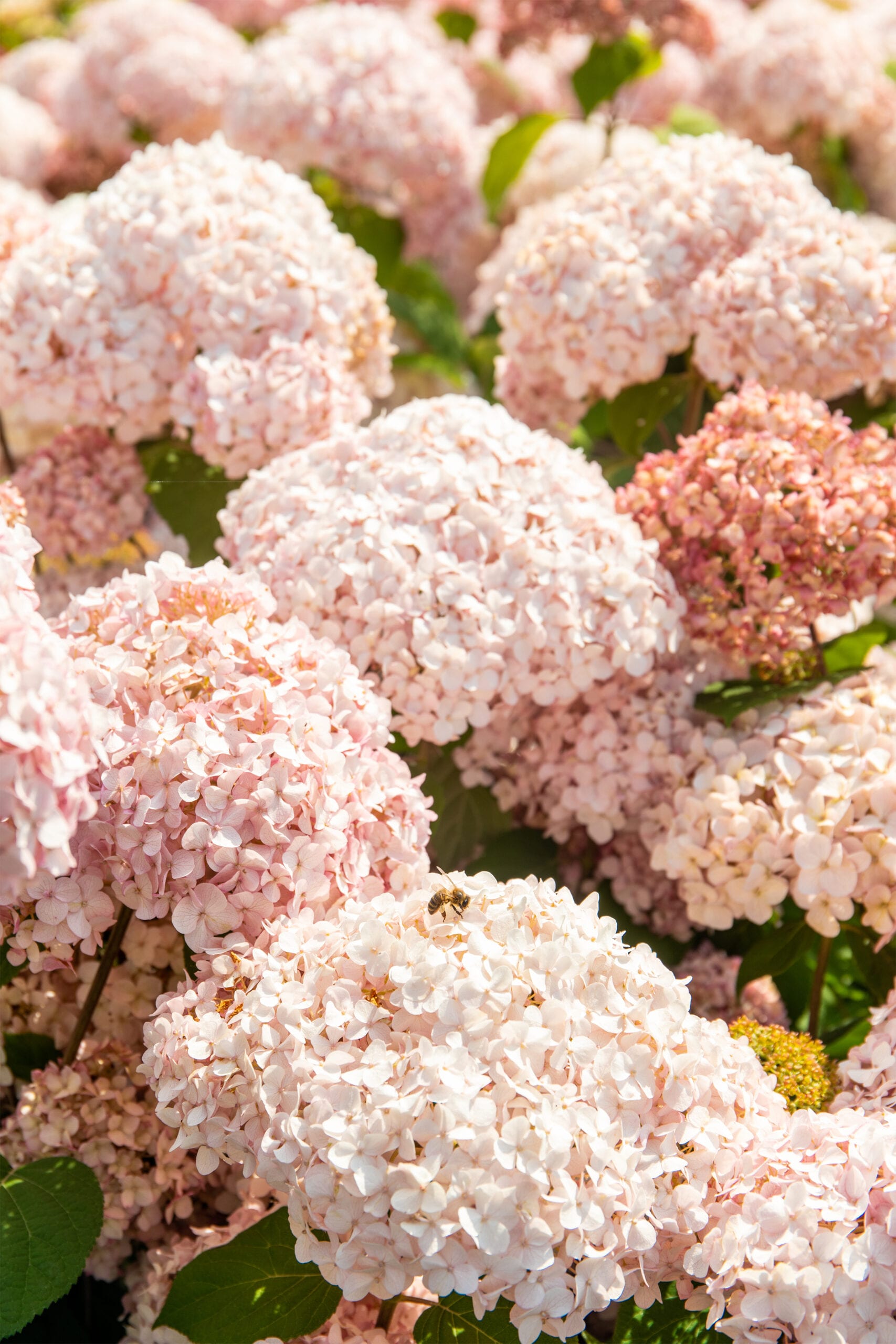 Hydrangea - Hoogenraad Handelskwekerijen b.v. - Discover our wide range ...