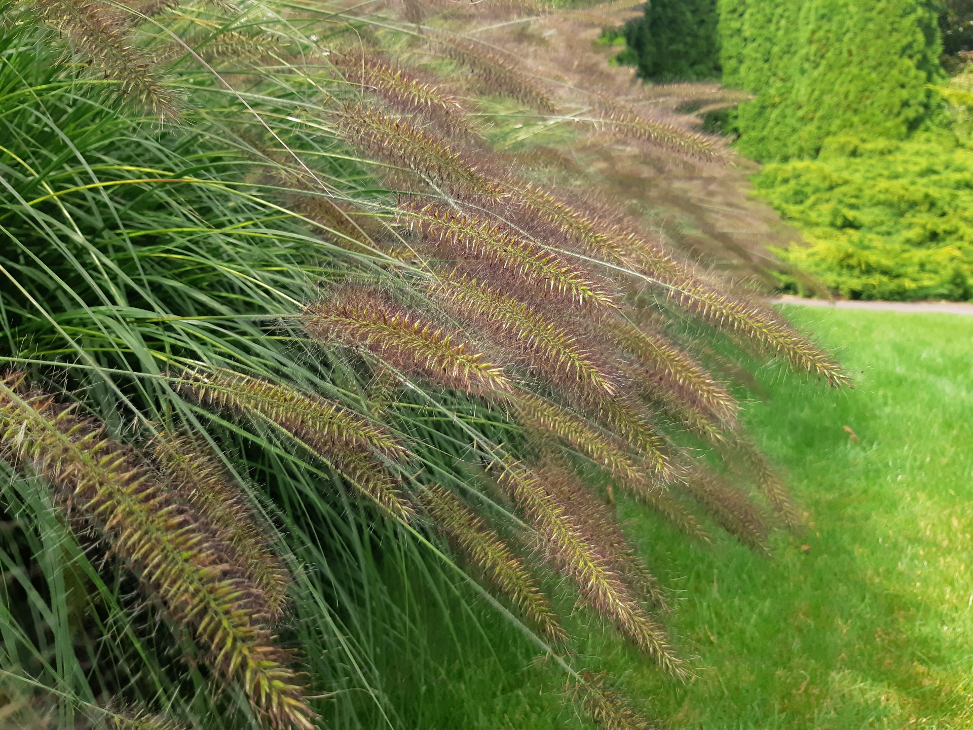 Pennisetum And Its Bottle brush shape Inflorescences Hoogenraad Pennisetum And Its Bottle brush shape Inflorescences Hoogenraad